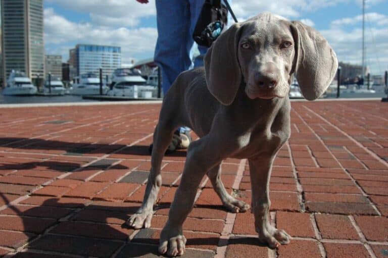 Scooping The Poop: When “Doodie” Calls