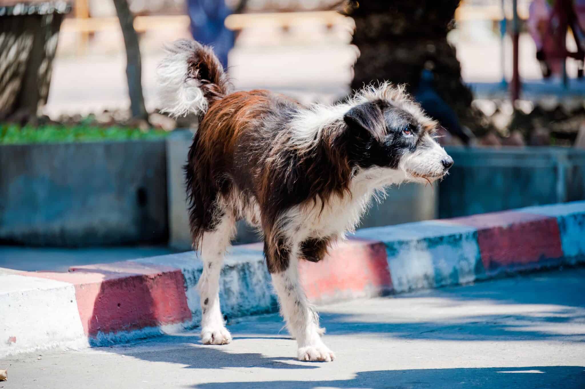 Limping Pets and Orthopedic Care | Animal Medical Hospital & Urgent Care